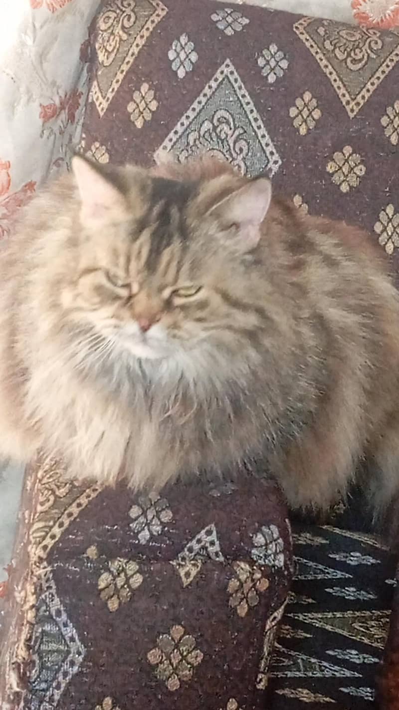 name casper. . . . - Cats - 1108007214