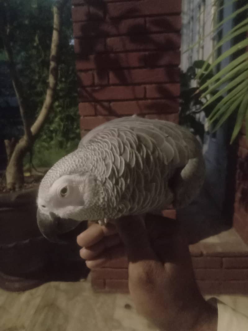 African Grey - Parrots - 1108009384