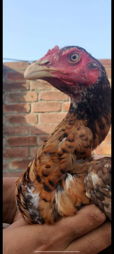 Pure aseel long height phatha. 03280260019 whatsapp - Hens - 1108012851