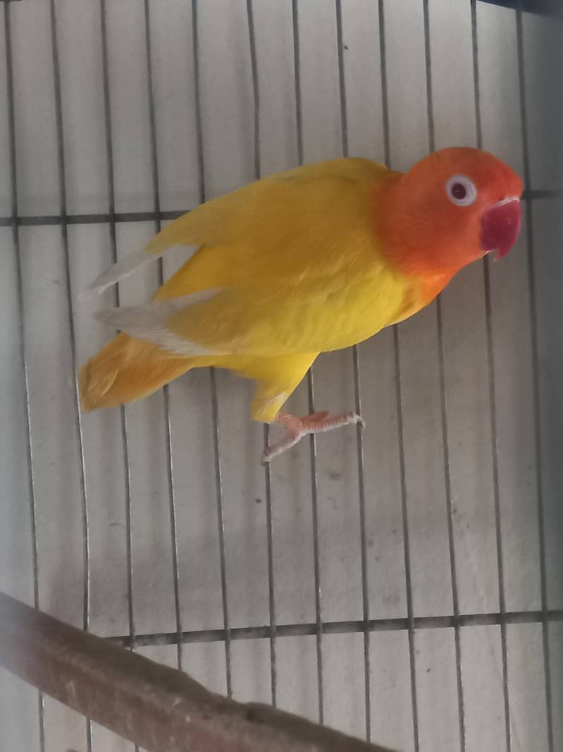 luttino opaline split b1b2 Female - Parrots - 1108002509