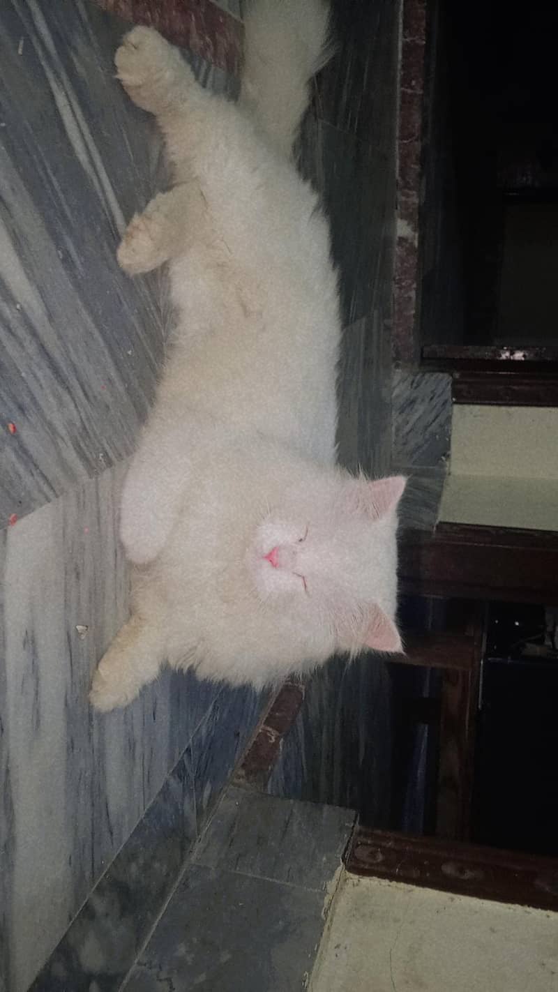 white cat - Cats - 1108034604