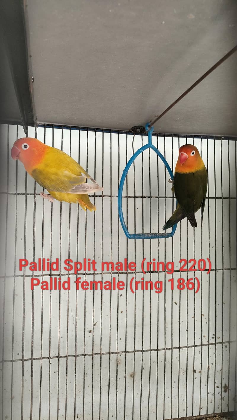 Palefallow pallid cremaino ino splits - Parrots - 1108035940