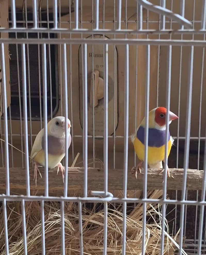 lutino gouldian breeder pair - Finches - 1108039499