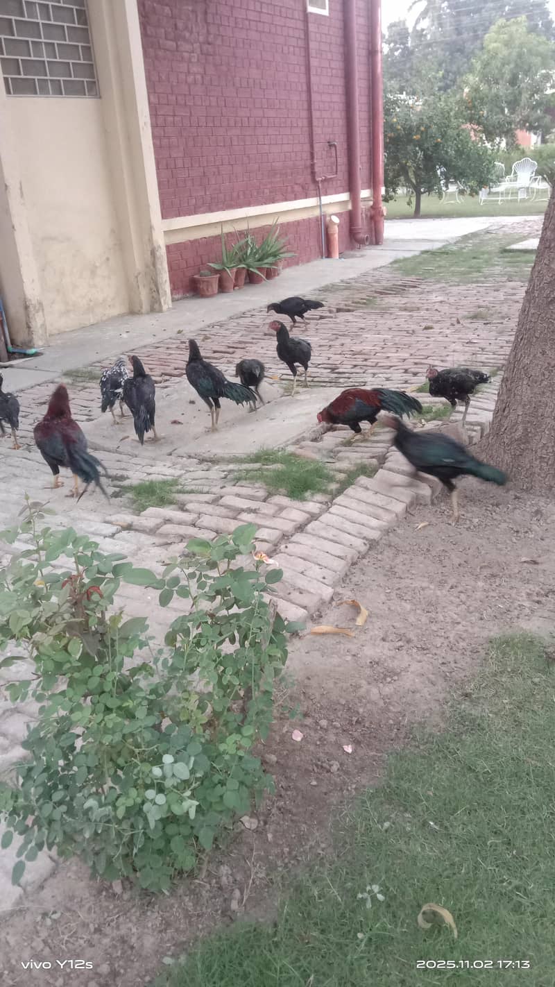 Murga pure black colour - Hens - 1108043900