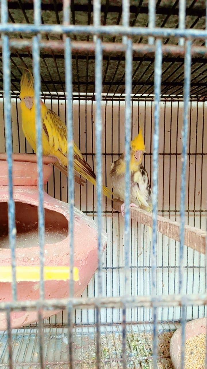 cocktail birds - Parrots - 1108048400