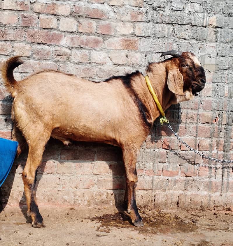 Rajan Puri | peetal | Desi | بکرا | Desi Goat | Bakra | Goats - Goats ...