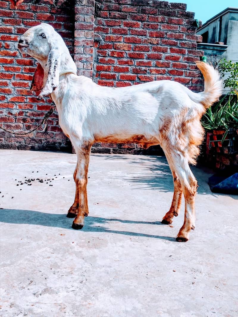 Rajan Puri | peetal | Desi | بکرا | Desi Goat | Bakra | Goats - Goats ...