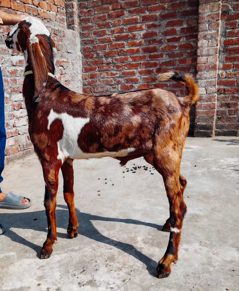 Rajan Puri | peetal | Desi | بکرا | Desi Goat | Bakra | Goats - Goats ...