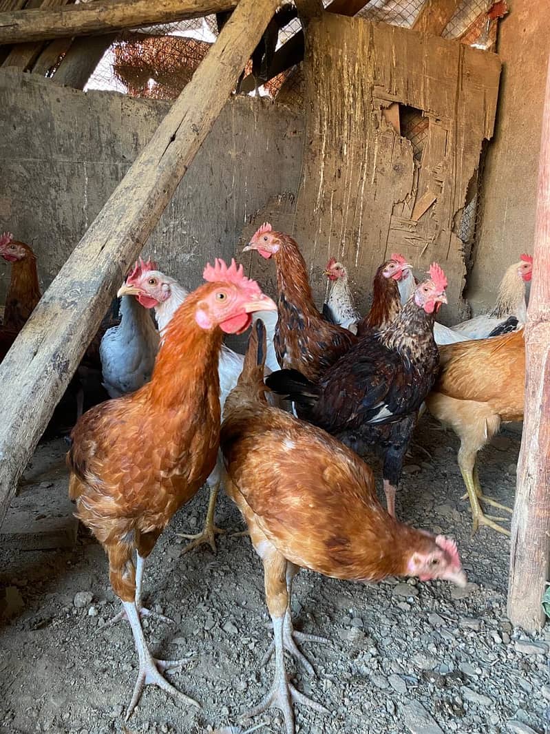Golden Misri Roosters for sale 900 rs kg - Hens - 1108071007