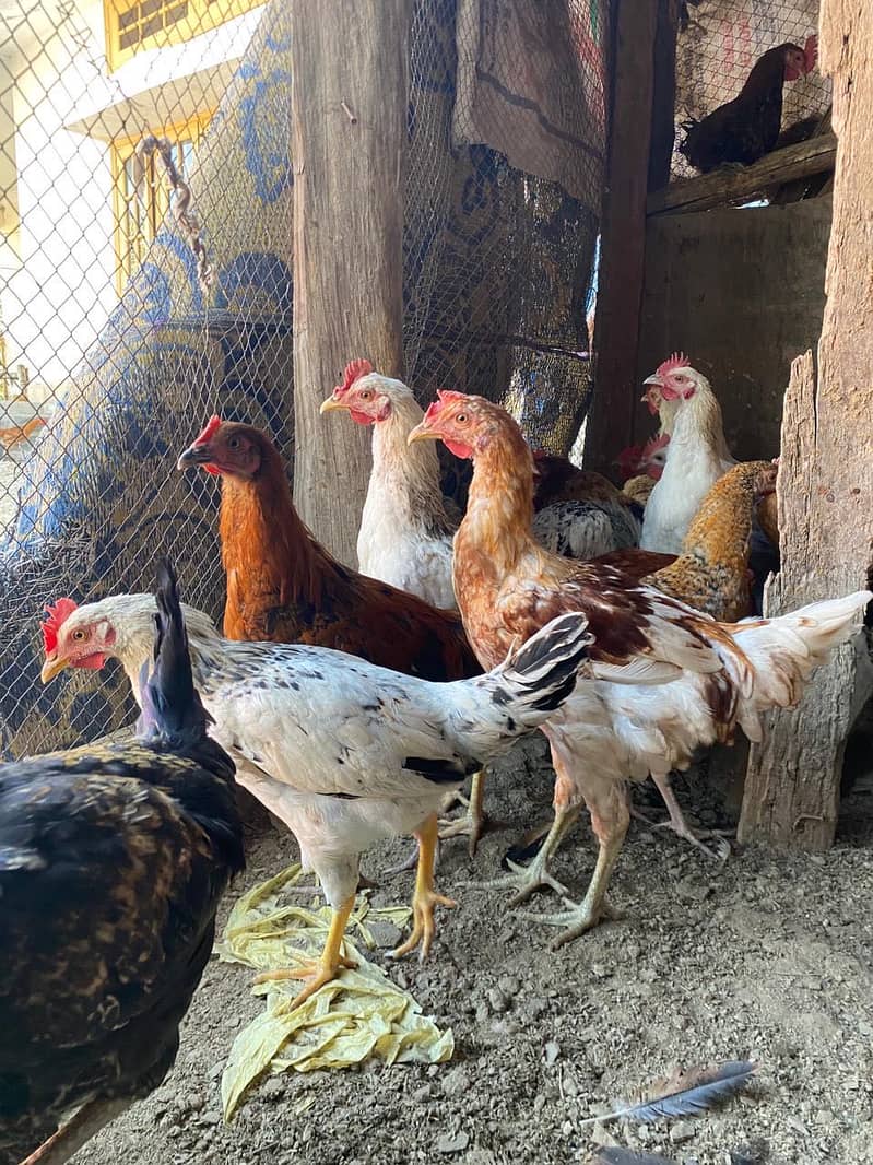 Golden Misri Roosters for sale 900 rs kg - Hens - 1108071007