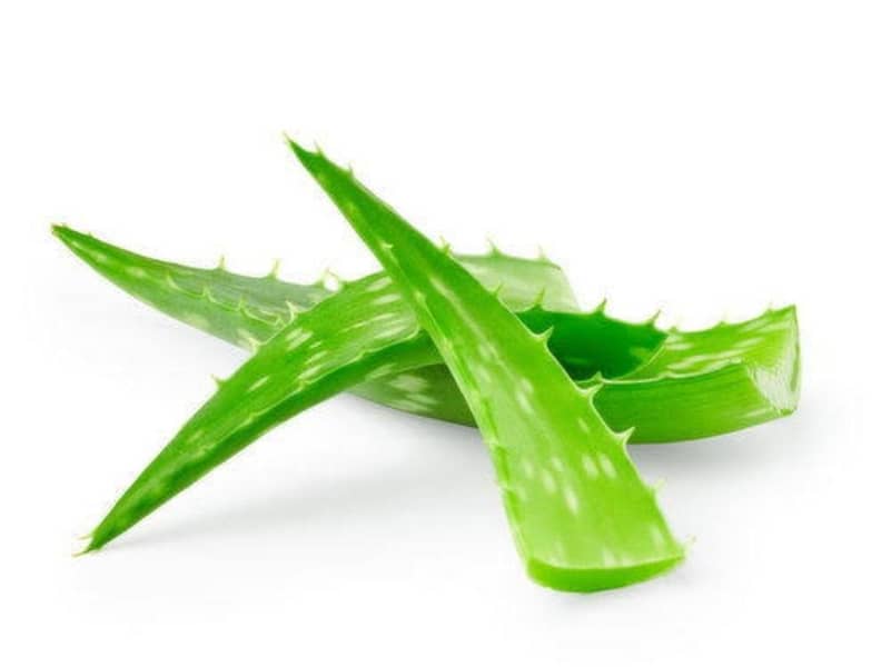 fresh leaves of alovera plant - Other Fashion - 1108072778