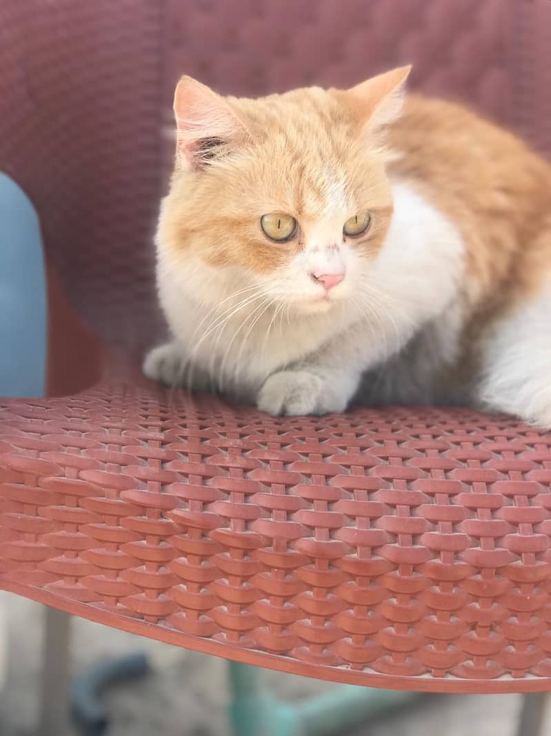 Female cat - Cats - 1108076206