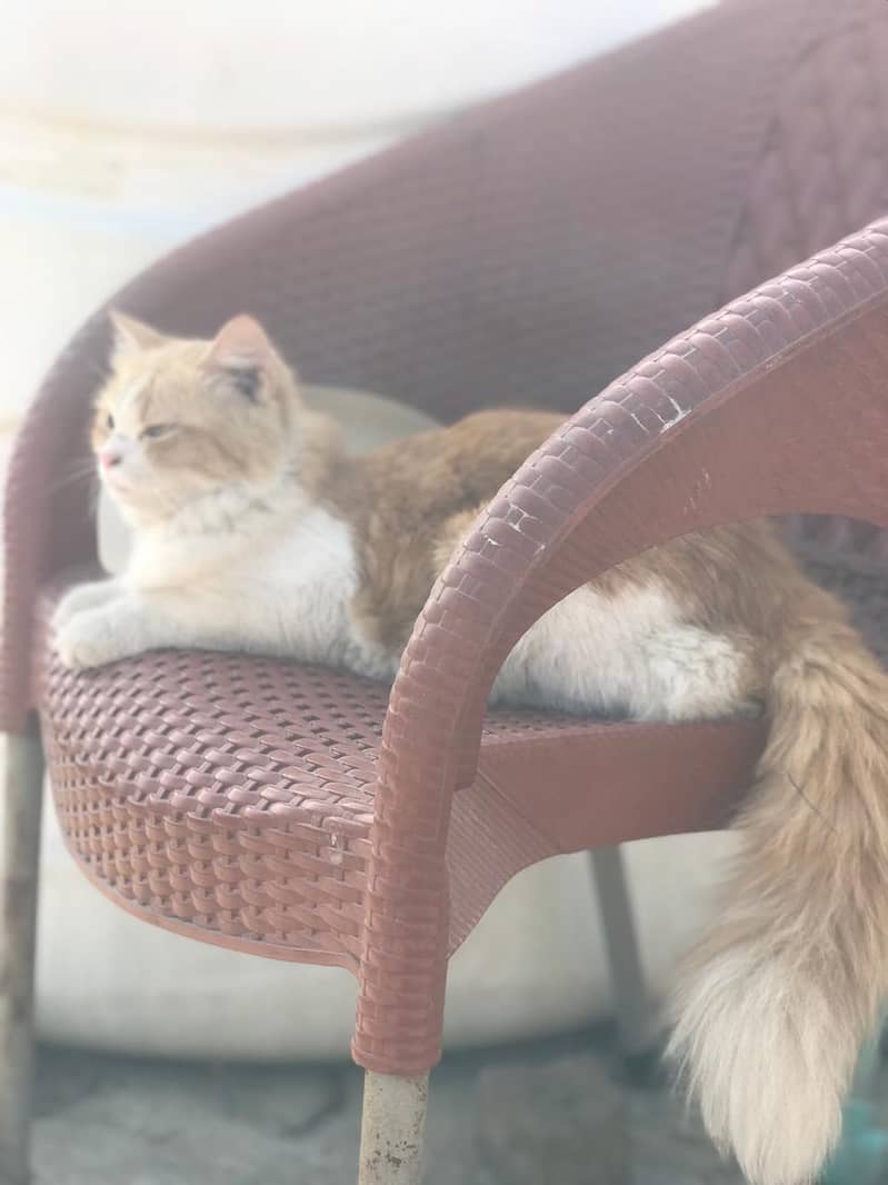 Female cat - Cats - 1108076206