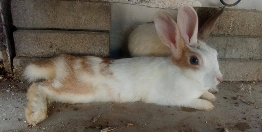 1 male 2 female rabbit for sale - Rabbits - 1108080796