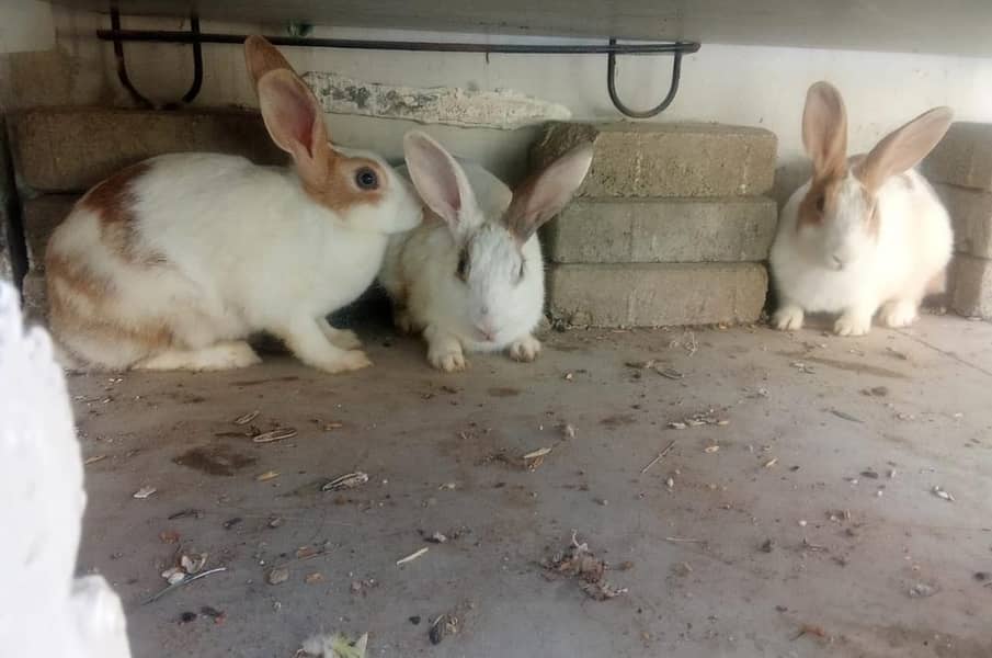 1 male 2 female rabbit for sale - Rabbits - 1108080796