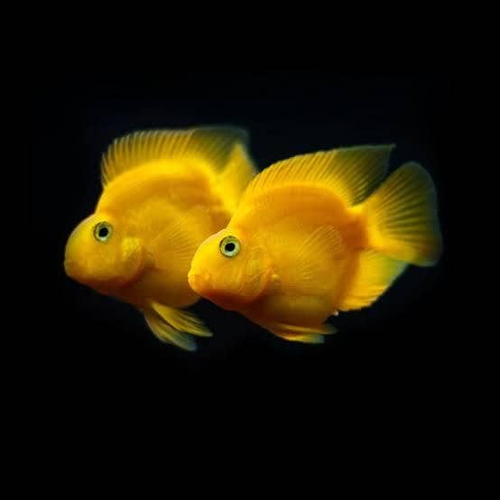 parrot fish pair - Fish - 1108081784