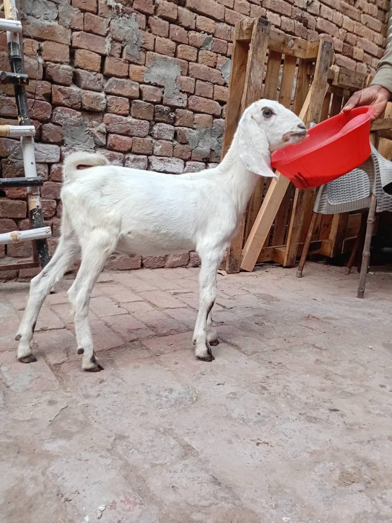 mini tedi bakra pro max - Goats - 1107970291