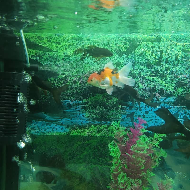 3 Feet Aquarium with Black Daimond Butterfly Koi & Jelly Head Oranda ...
