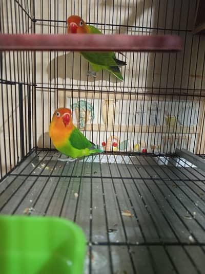 Blue Fisher Split Ino pair - Parrots - 1108118119