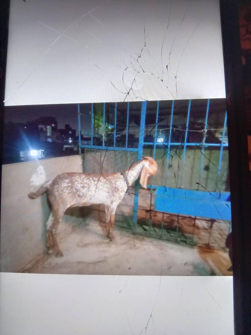 Makhi cheeni bakri - Goats - 1108100367