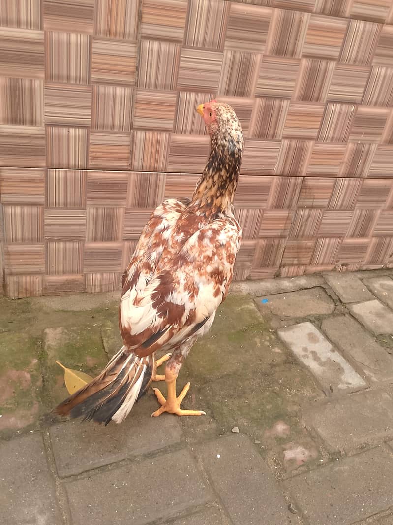 Aseel patha pathiyan - Hens - 1108104935