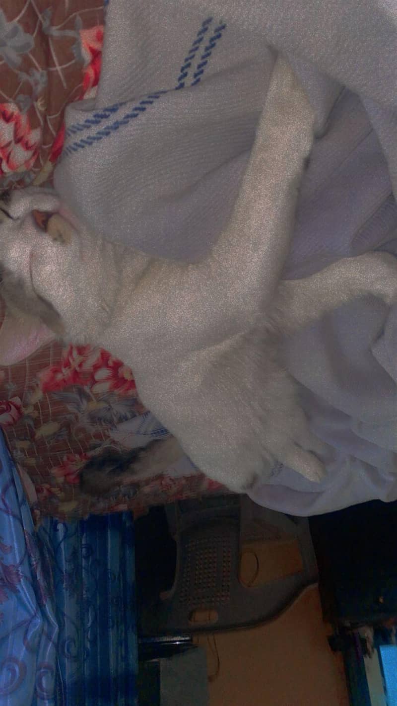 Cat male - Cats - 1108108806