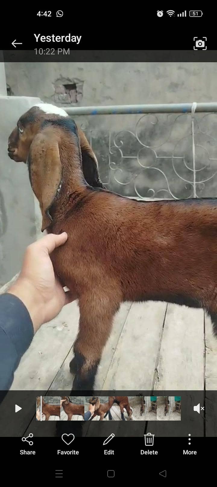 makhi cheni or nagra pur - Goats - 1108110006