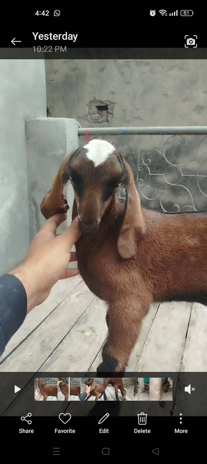 makhi cheni or nagra pur - Goats - 1108110006