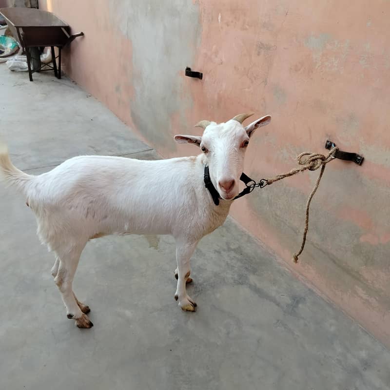 teddy bakri age 6 dant - Goats - 1108126421