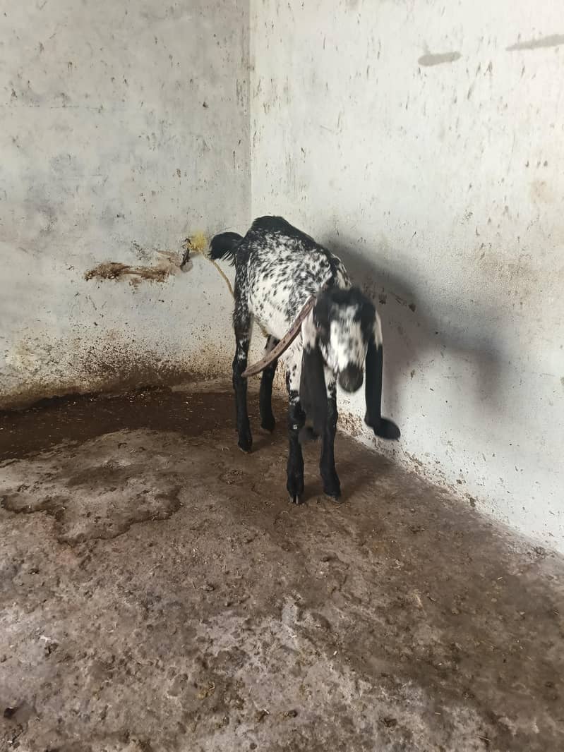 Makhi cheni path - Goats - 1108135815