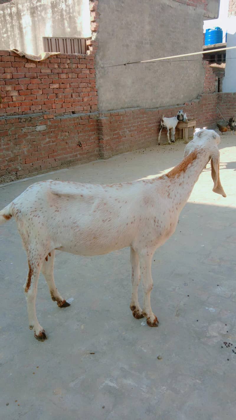 Makhi cheeni Lahore sale - Goats - 1108139728