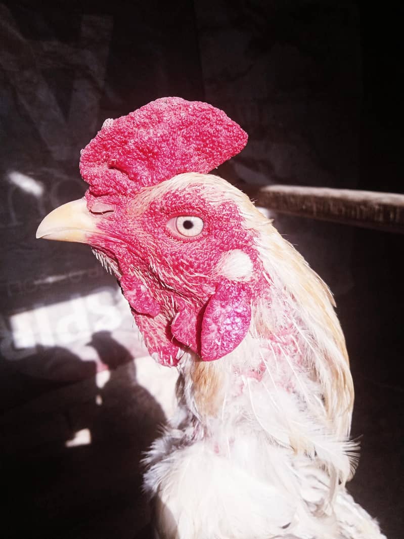 Cheena Murga Forsale - Hens - 1108148232