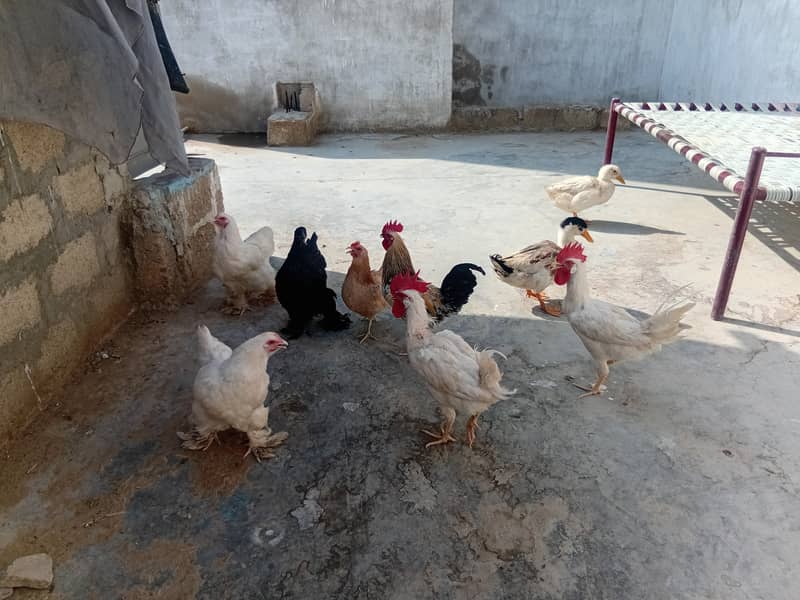Fancy hens - Hens - 1108150171