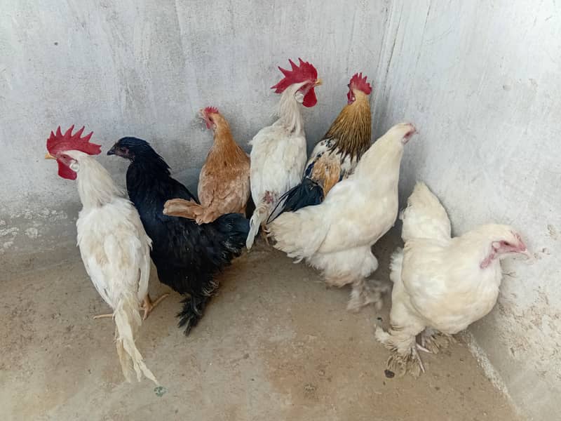 Fancy hens - Hens - 1108150171