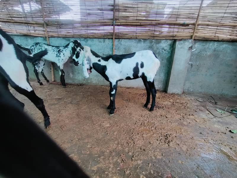 gaban bakri - Goats - 1108159030