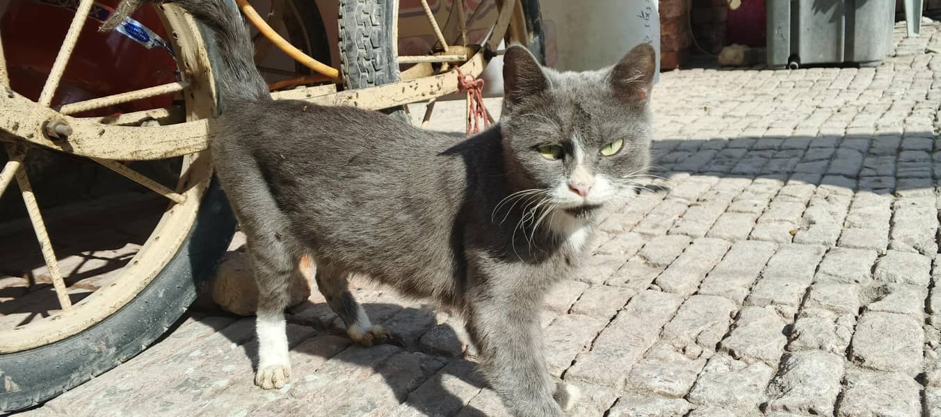 female cat for sale - Cats - 1108163644