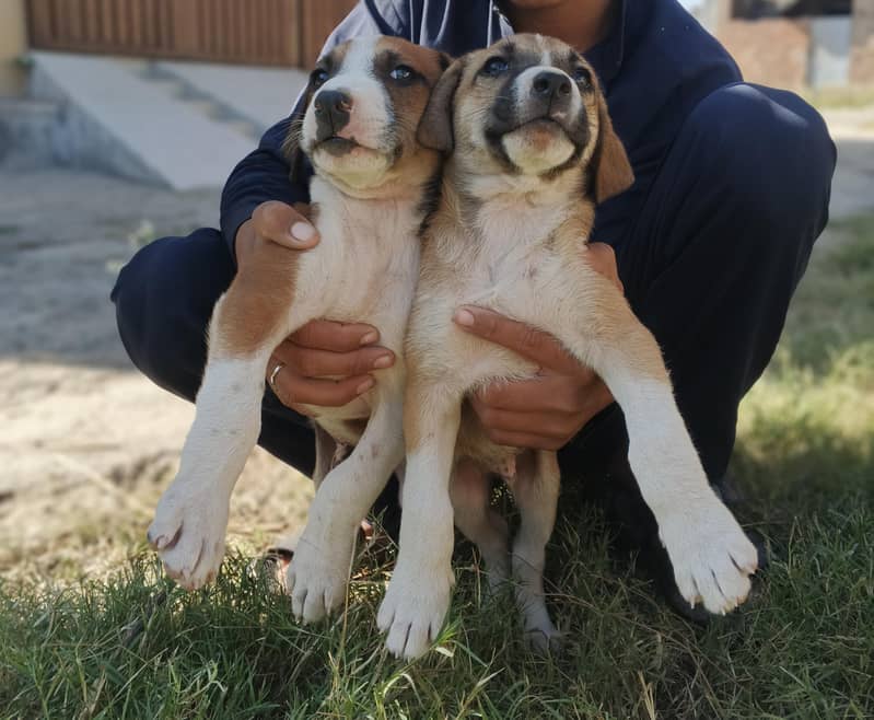 afghan kuchi males for sale 03197466703 Rawalpindi - Dogs - 1108170343