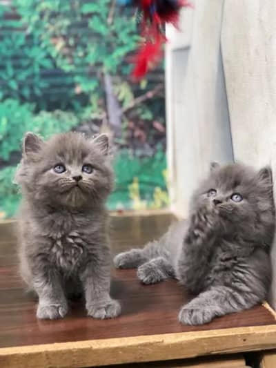 Persian cat Blue eyes Punch face vaccinated WhatsApp 03091693270 - Cats ...