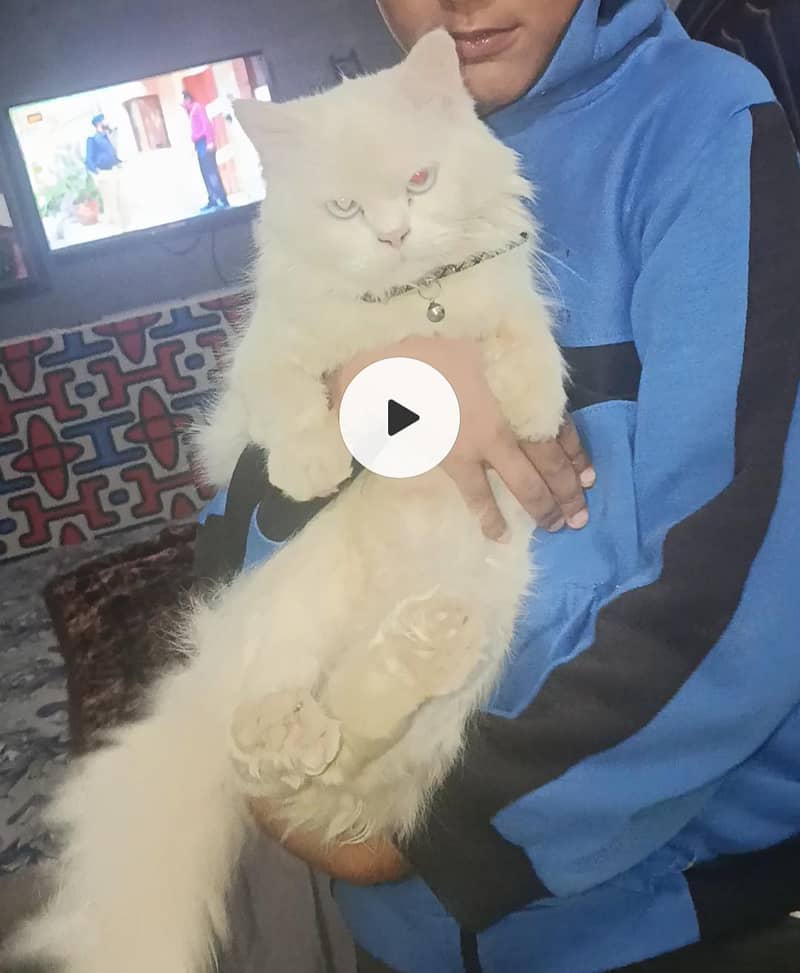 female cat - Cats - 1108187486