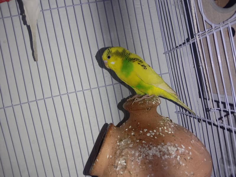 7 adad Australian totay 4 tooti or 3 totay - Parrots - 1108195038