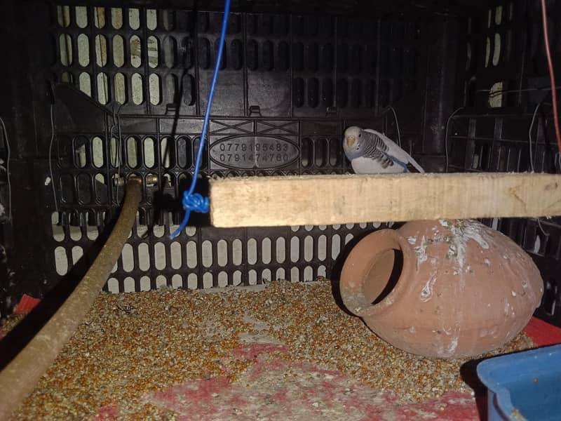 7 adad Australian totay 4 tooti or 3 totay - Parrots - 1108195038