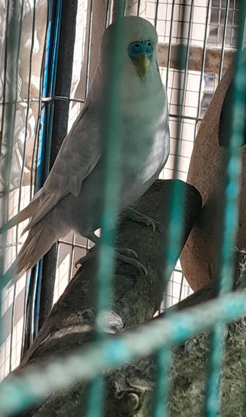 2 pair blue diamond dove, white tail, - Doves - 1108237954