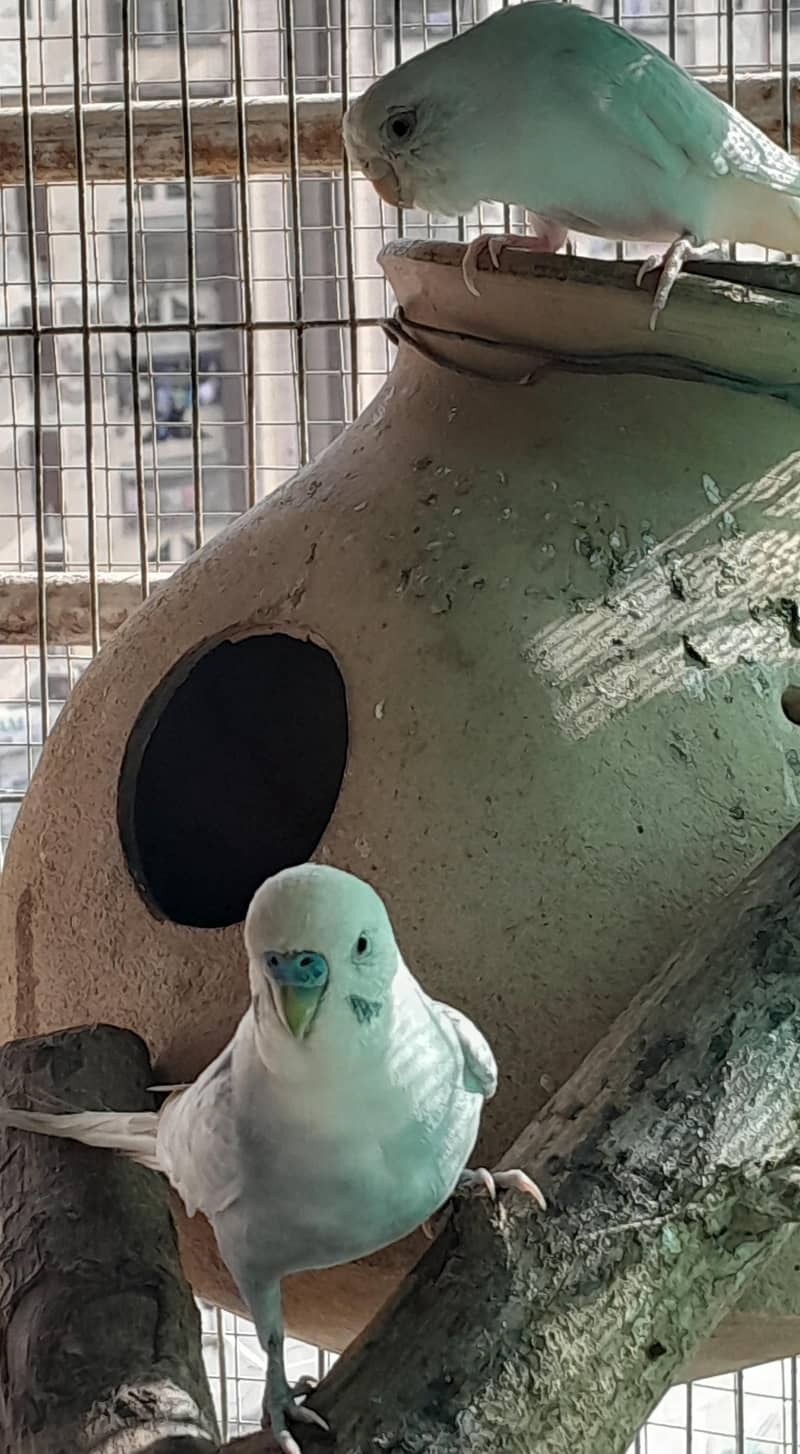 2 pair blue diamond dove, white tail, - Doves - 1108237954