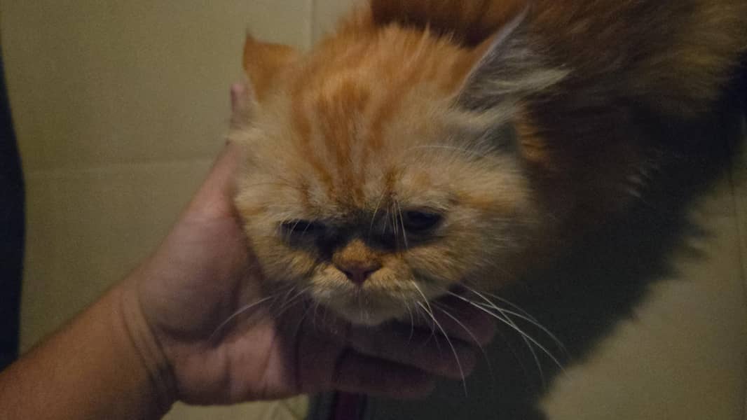 Persian cat female/punch face cat /punch face percian - Cats - 1108241476