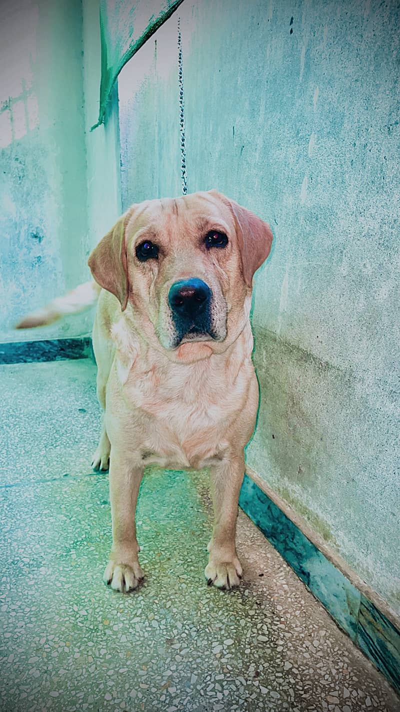 British Labrador Male for sale - Dogs - 1108241886