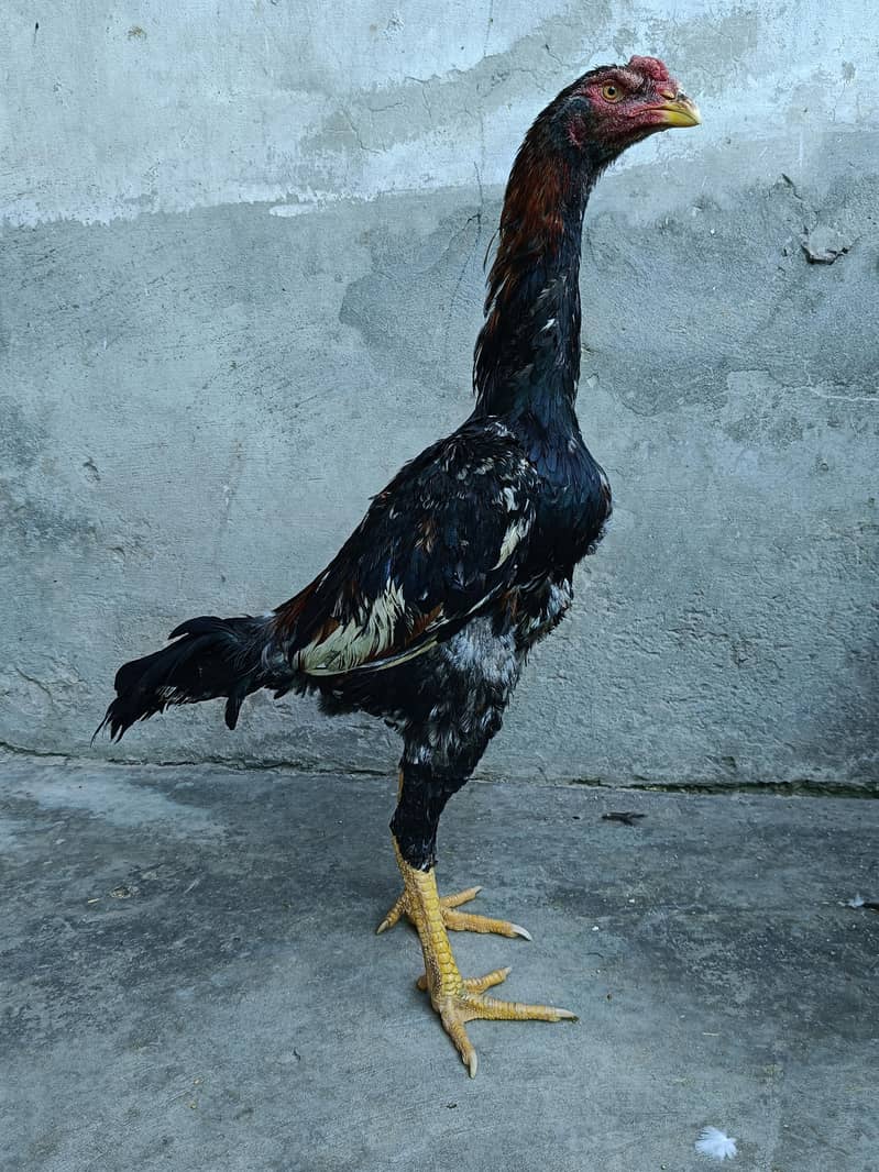 Pure Japanese shamo aseel shamoo males patha pathy black lakha - Hens ...