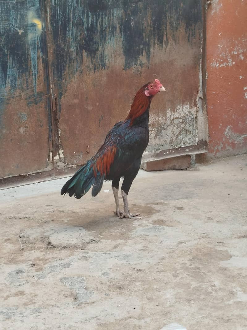 Amorha cross - Hens - 1108261385