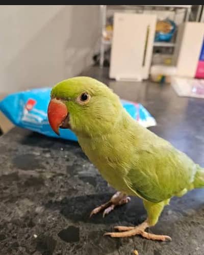 Green Ring - Parrots - 1108280036
