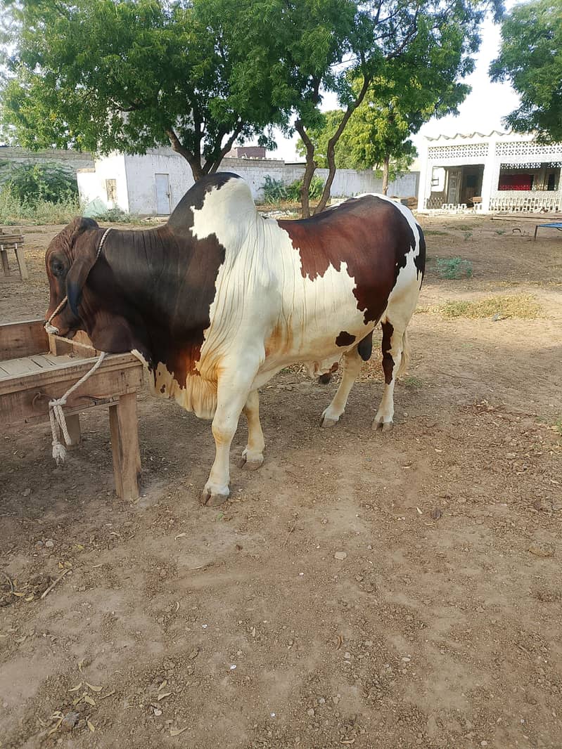 2 dant bachra - Bulls - 1108292620