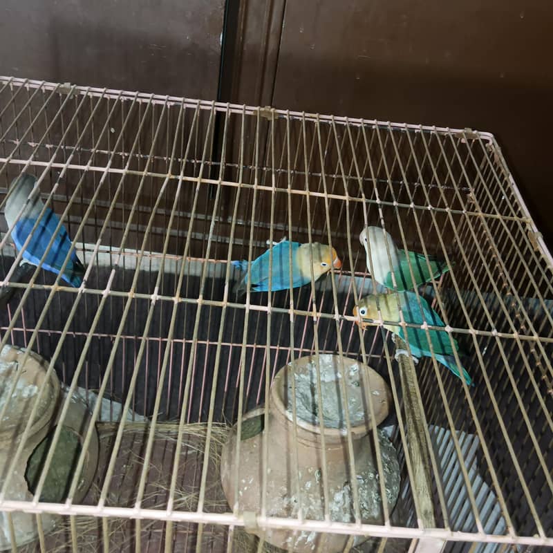 2 Pairs of Blue & Aqua Fischer Lovebirds Healthy & Active - Parrots ...